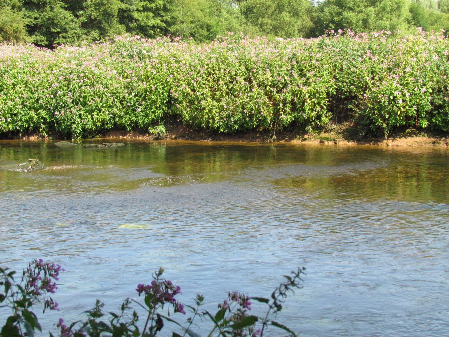 Himalayan Balsam Meets Its Match Tame Valley Wetlands