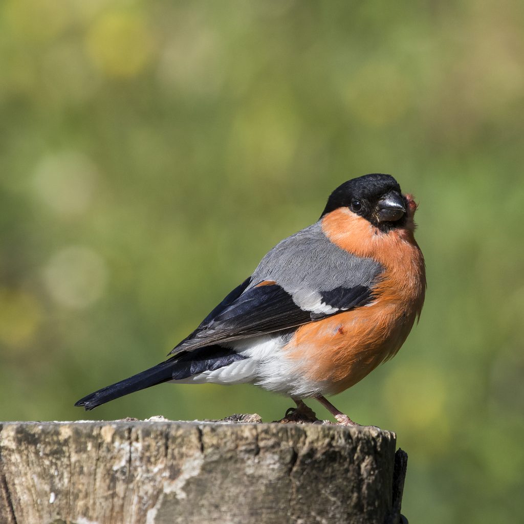 Garden Bird ID | Tame Valley Wetlands Garden Bird ID | Tame Valley Wetlands